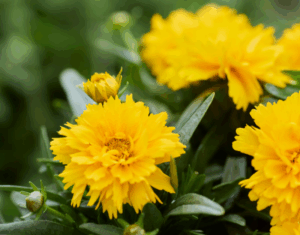 New AAS Winners for 2026 Coreopsis SunGlobe Logo - Lawn & Garden Retailer