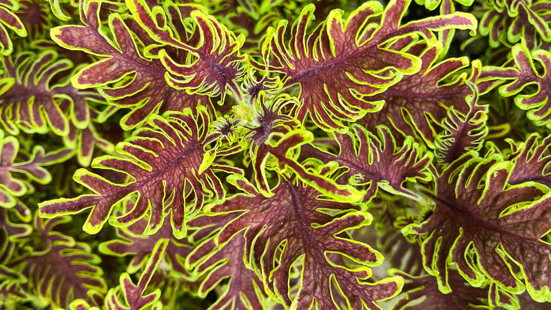 Coleus named 2025-26 Flower of the Year in Japan - Lawn & Garden Retailer