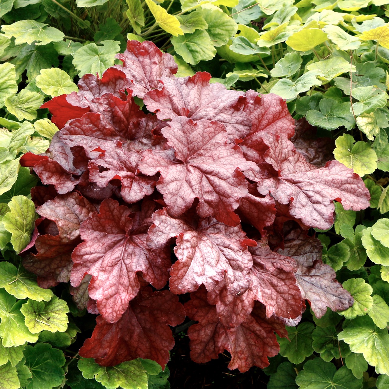 Terra Nova announces results from 2 trial programs - Lawn & Garden Retailer