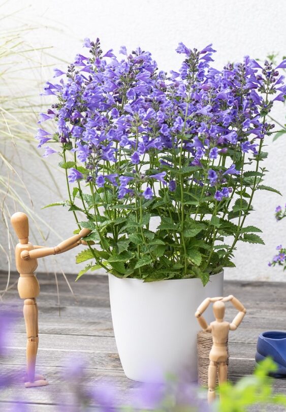Concept Plants reveals 2026 introductions - Lawn & Garden Retailer