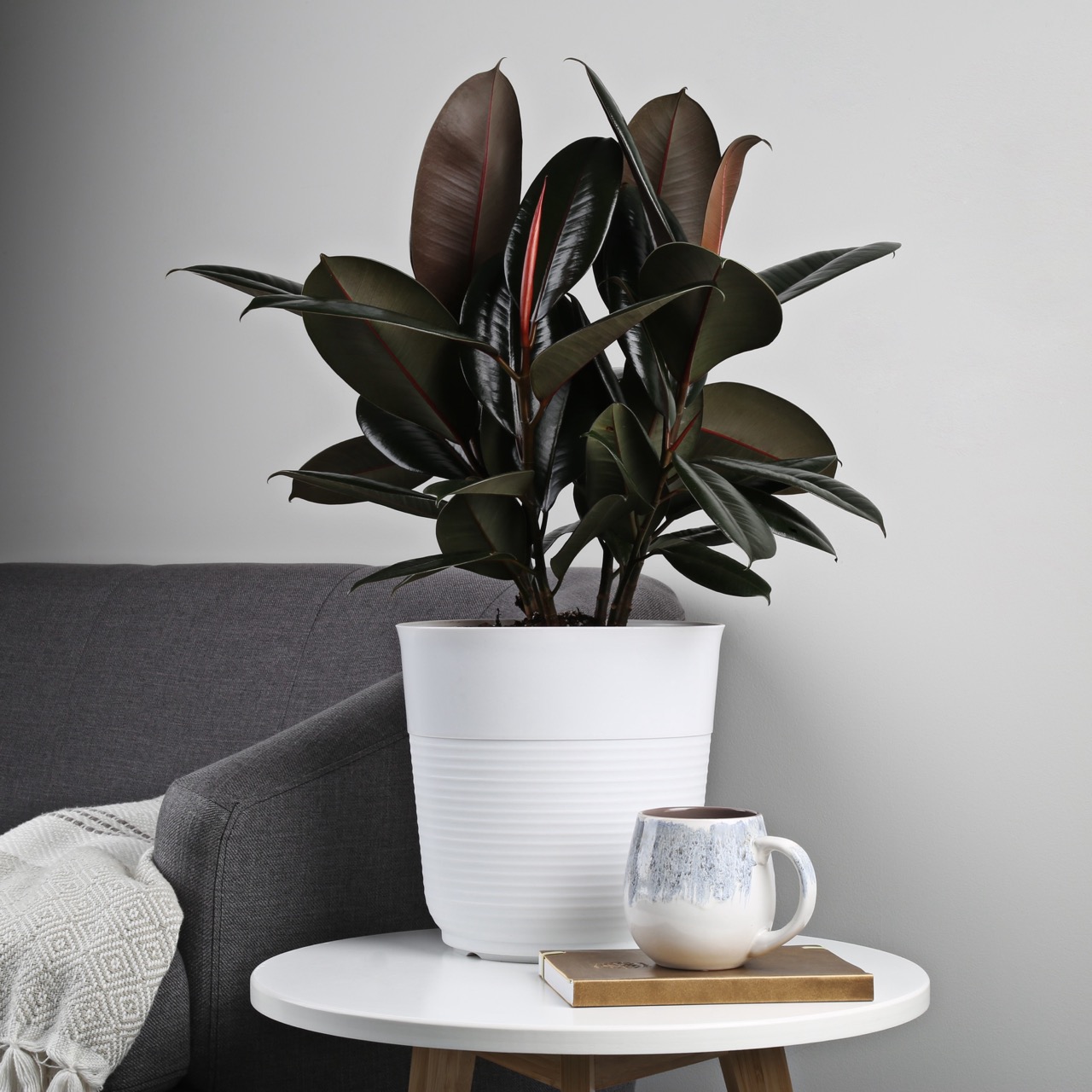 Costa Ficus Burgundy Robusta_ Rubber Fig (Lifestyle) Large - Lawn ...