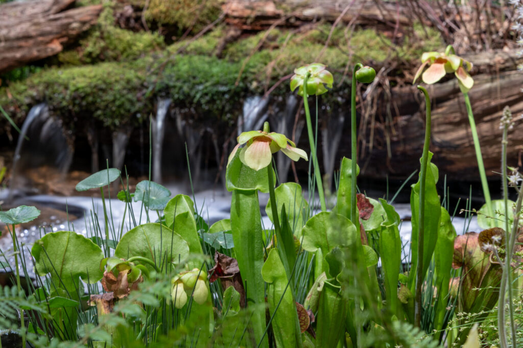 PHS names top global gardening trends from the 2026 Philadelphia Flower ...