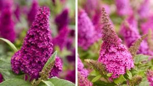 PDSI to showcases new plants at Cultivate'26 - Lawn & Garden Retailer