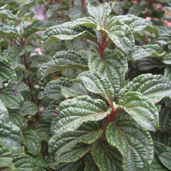 Dogwood - Lawn & Garden Retailer